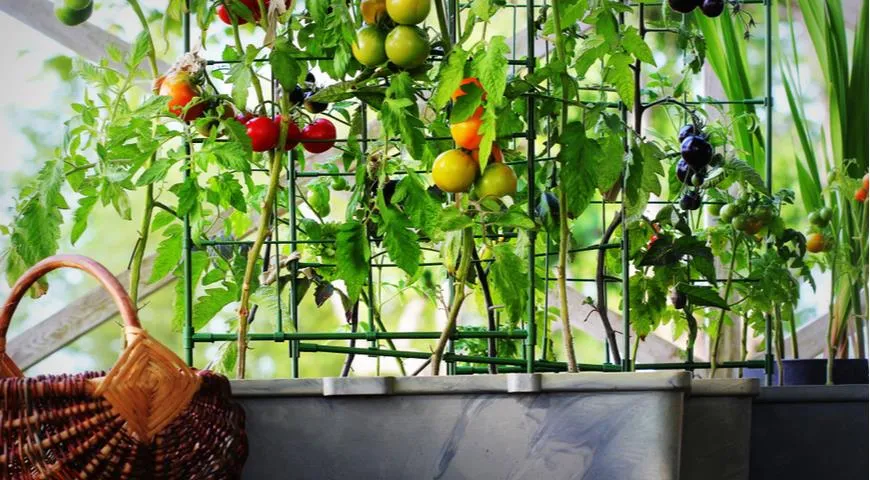 Как получить урожай сладких помидоров на балконе — читать на Gastronom.ru