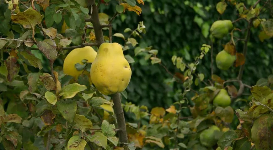 Айва - описание продукта, как выбирать, как готовить, читайте на ...