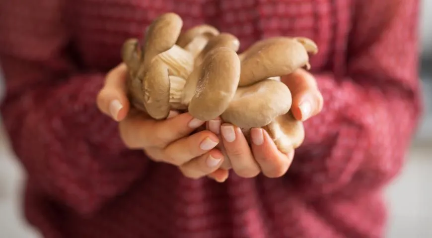 Рецепты с вешенками — читать на Gastronom.ru